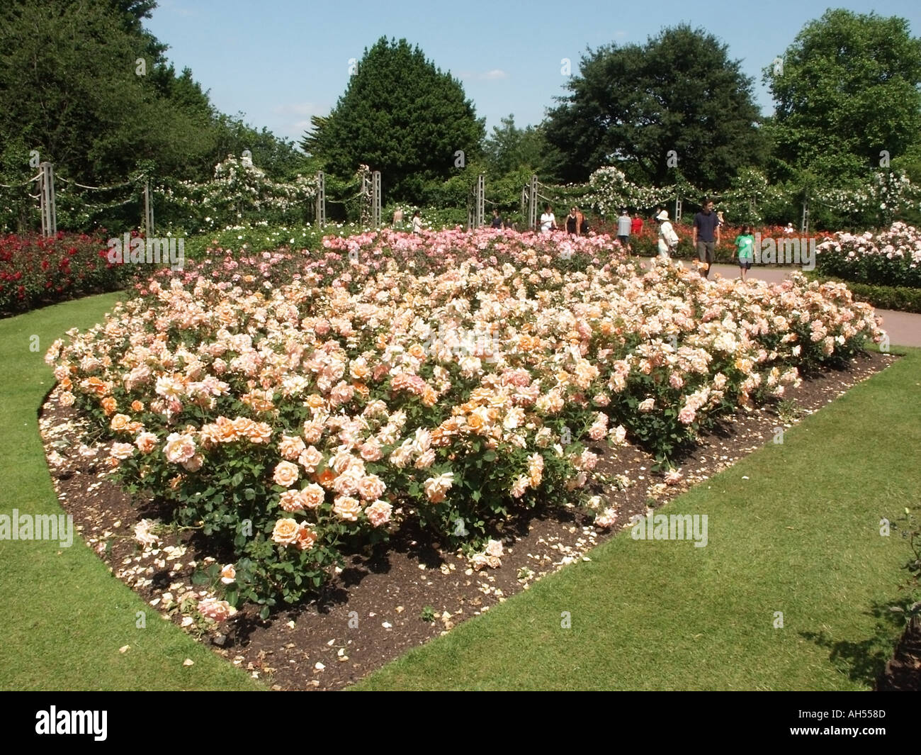 Regents Park London Rose Gardens in full summer flower perennial plants ...