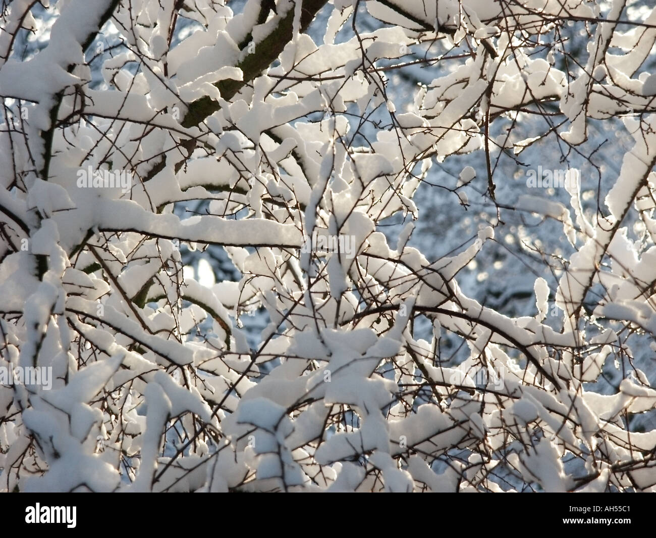 Close up fresh snow clinging to tree branches caught in sunshine after ...
