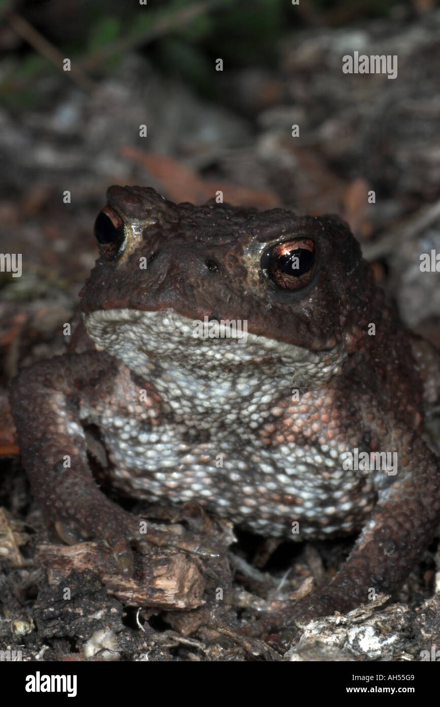 Common Toad Bufo bufo. Staffordshire. England Stock Photo - Alamy