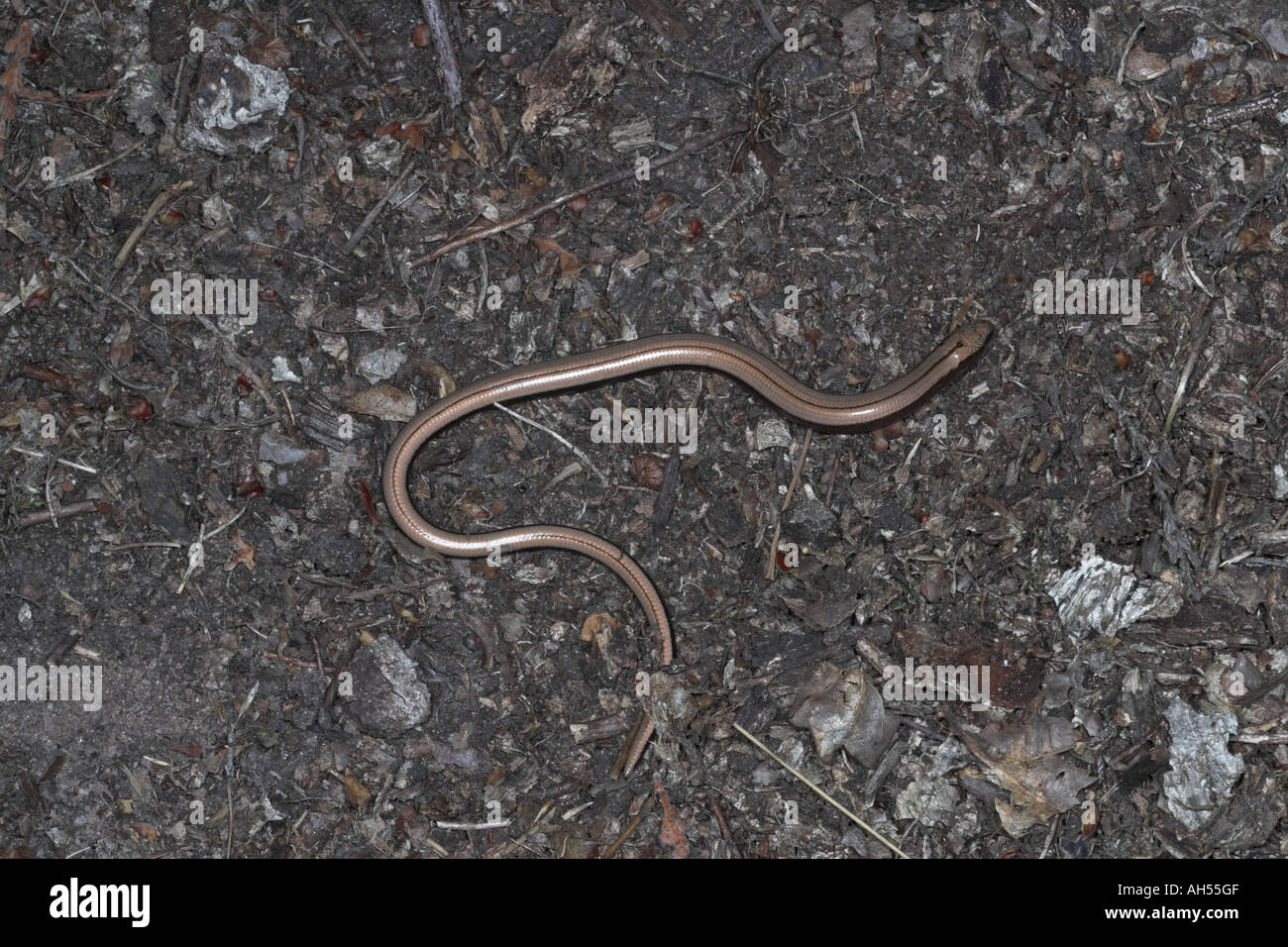 Baby slow worm Anguis fragilis. Staffordshire. England Stock Photo - Alamy