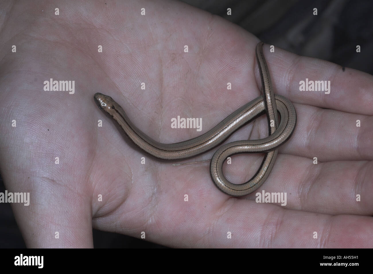 Baby slow worm Anguis fragilis on childs hand. Staffordshire. England ...