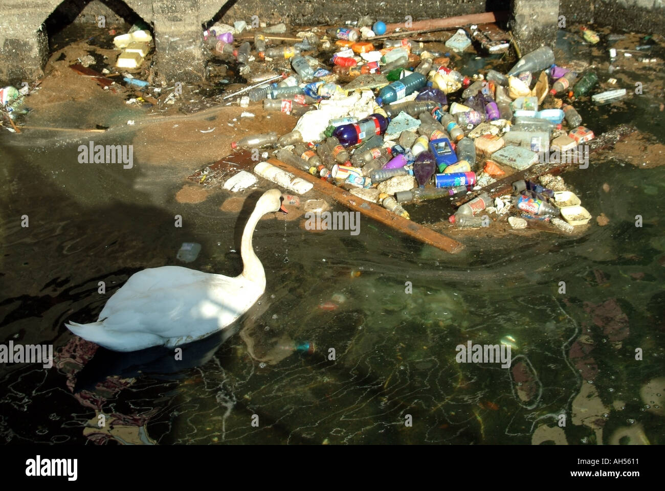 Swan trying to swim amongst discarded debris rubbish litter pollution ...