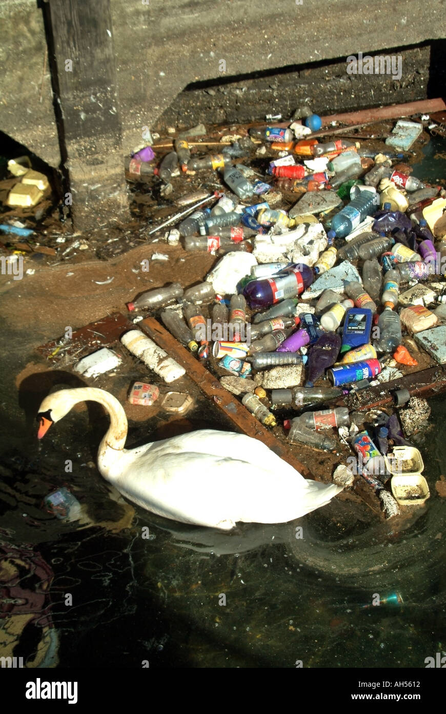 Swan trying to swim amongst discarded debris rubbish litter pollution ...