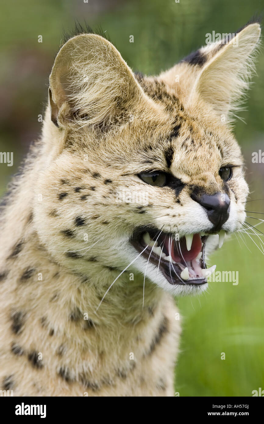 Teeth bared hi-res stock photography and images - Alamy