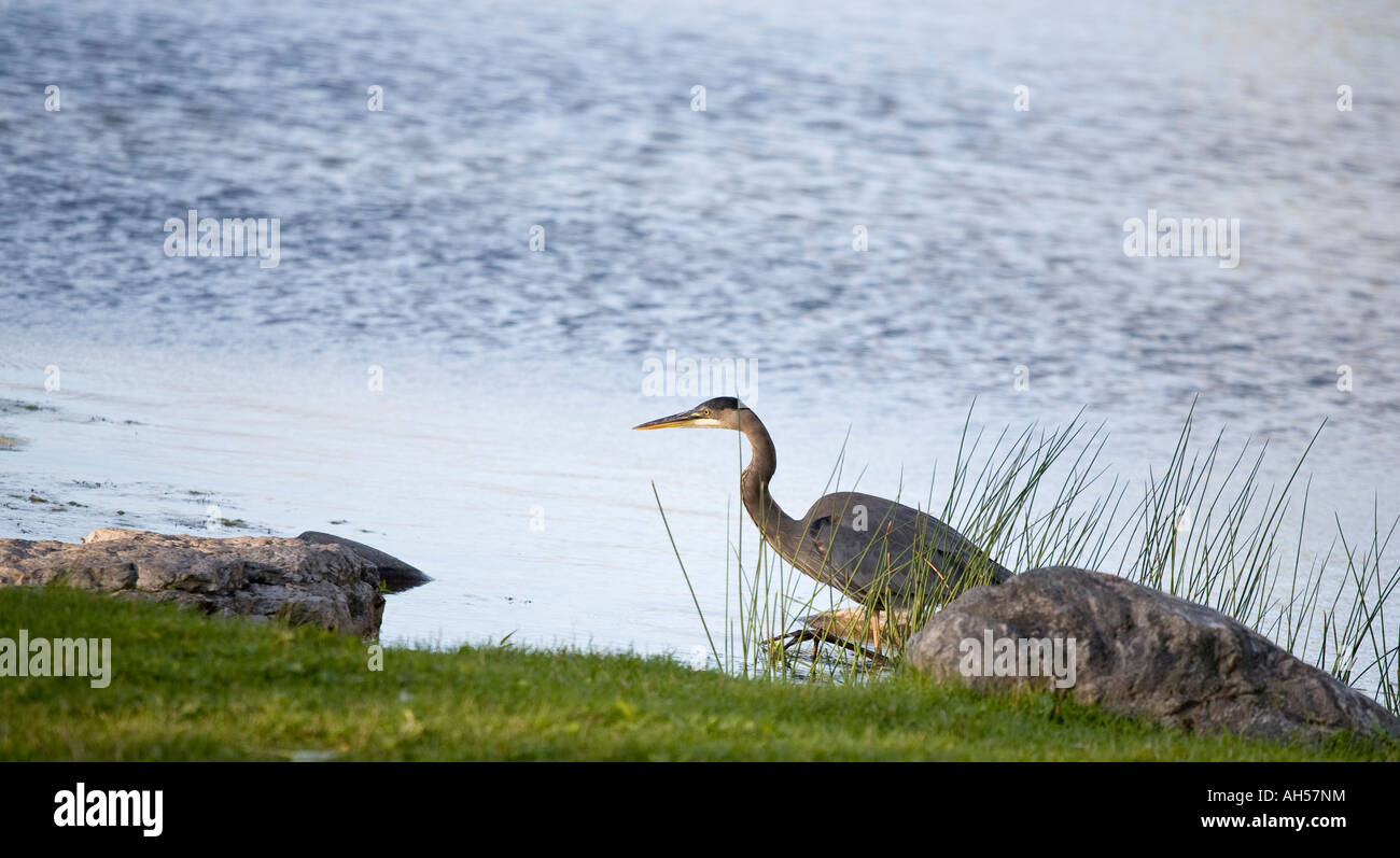 Blue Heron Hunting Stock Photo - Alamy