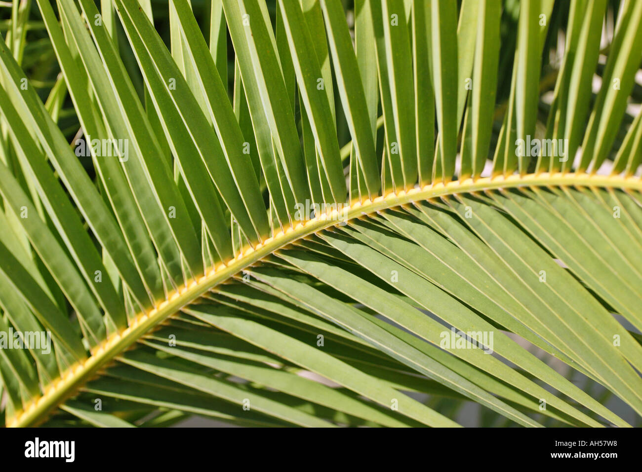 palm tree leaf Stock Photo - Alamy