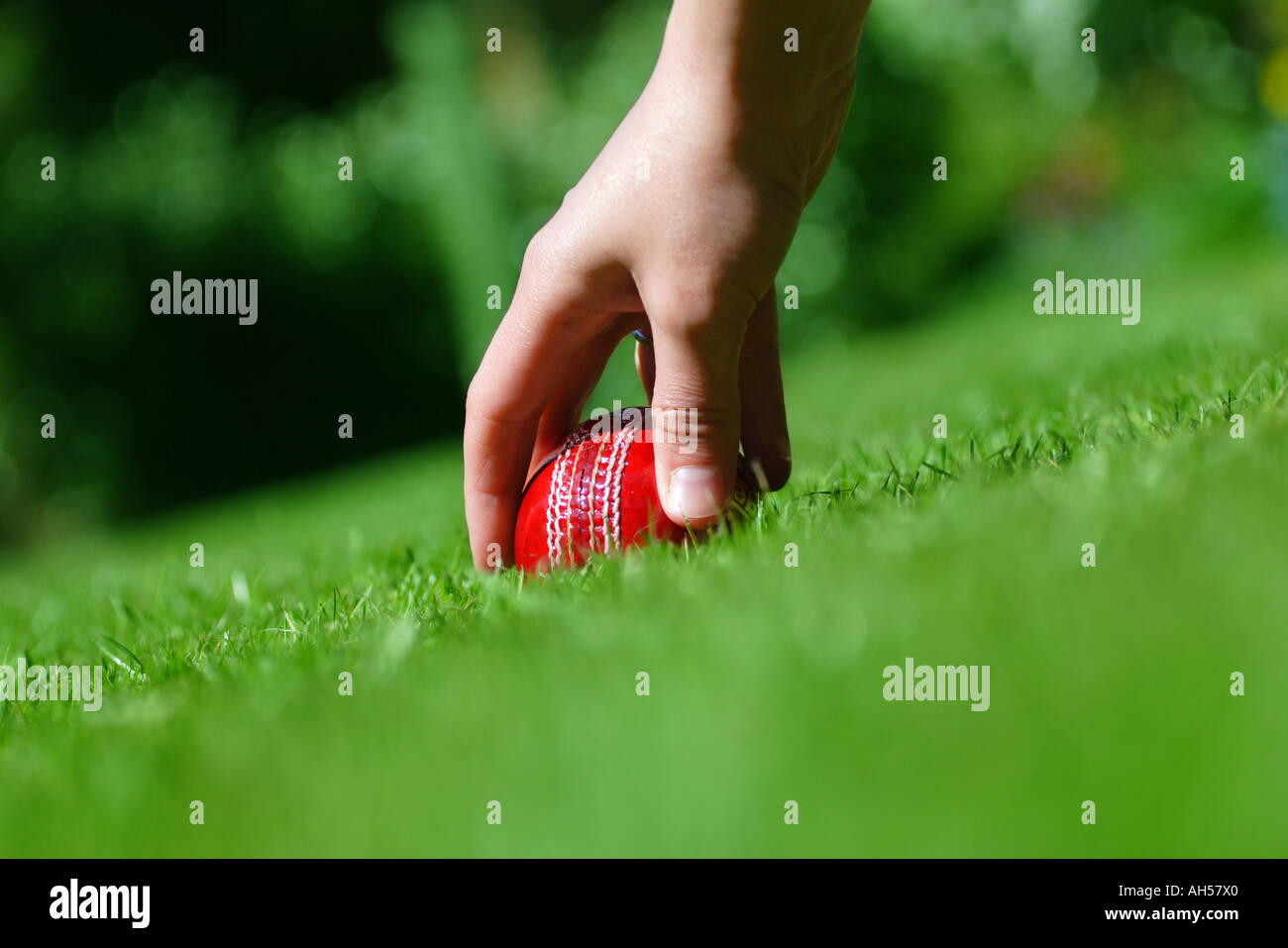 cricket ball on grass Stock Photo - Alamy