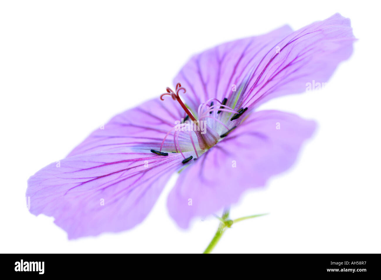 Geranium johnsons blue pattern Cut Out Stock Images & Pictures - Alamy