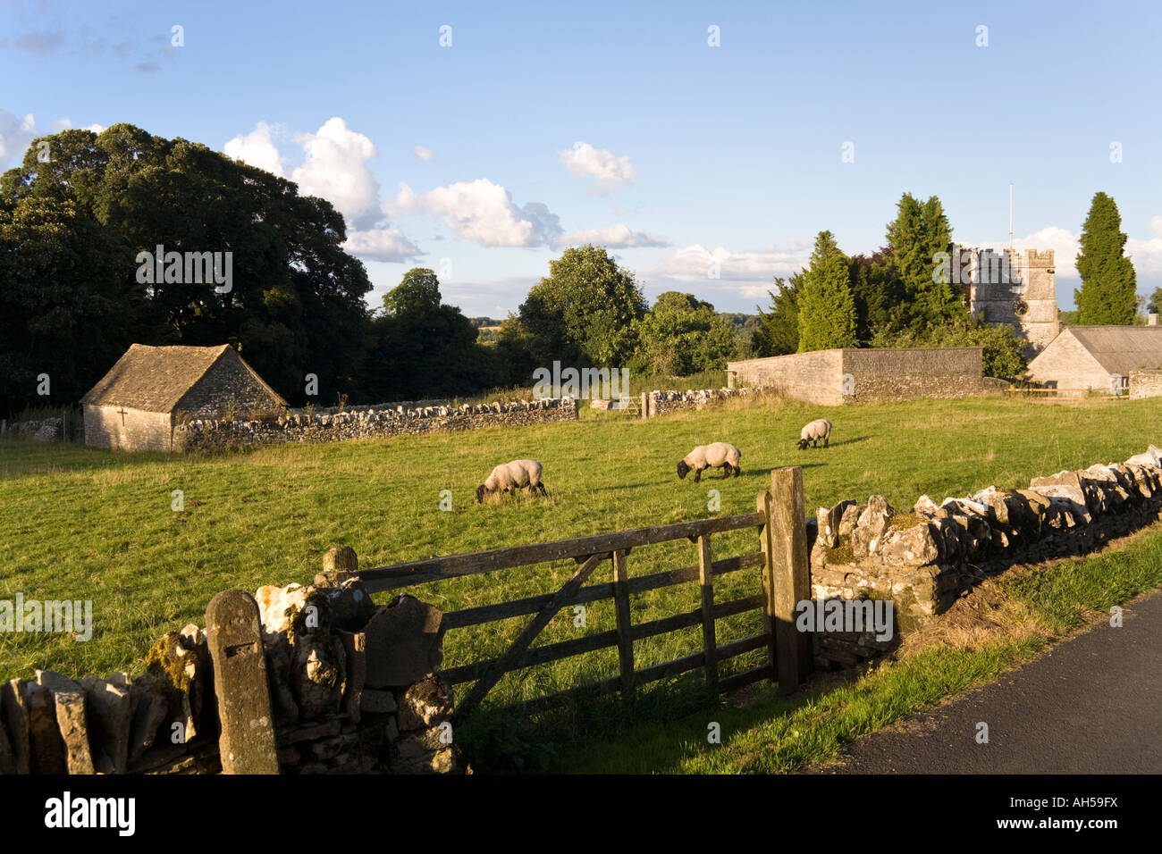 Sheep grazing in the evening sunlight in the Cotswold village of ...