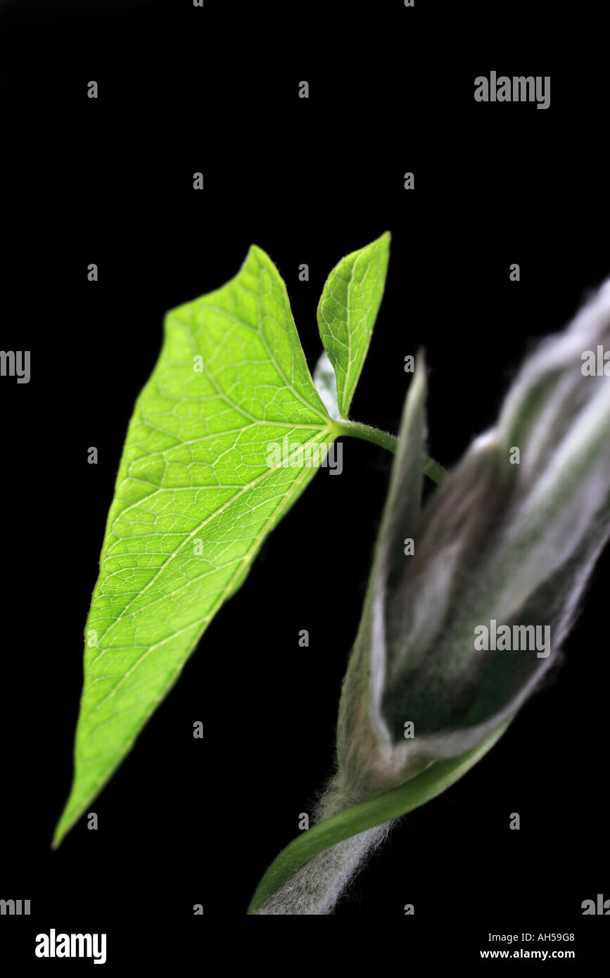 Strangle weed hi-res stock photography and images - Alamy