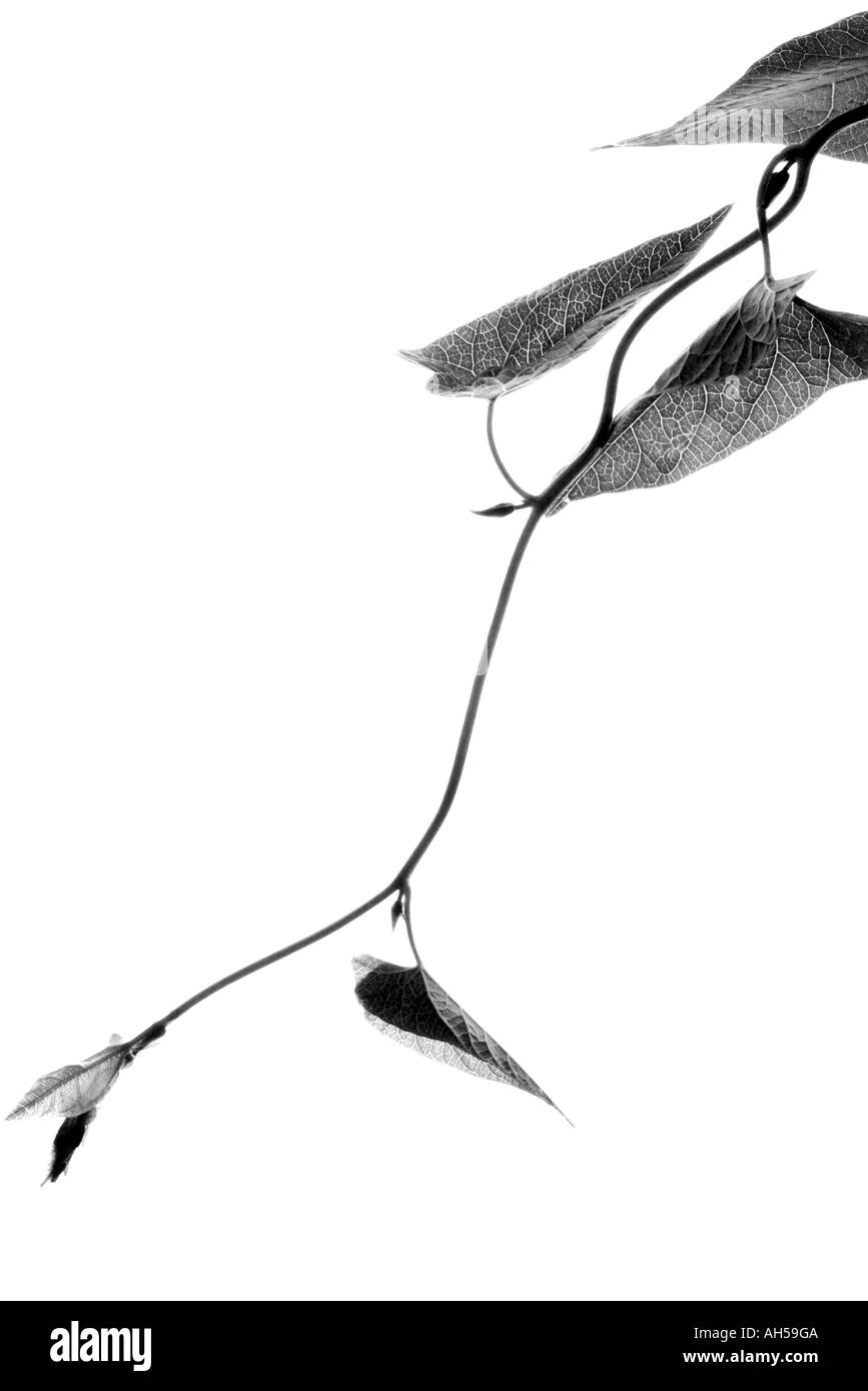 Bindweed leaf Black and White Stock Photos & Images - Alamy