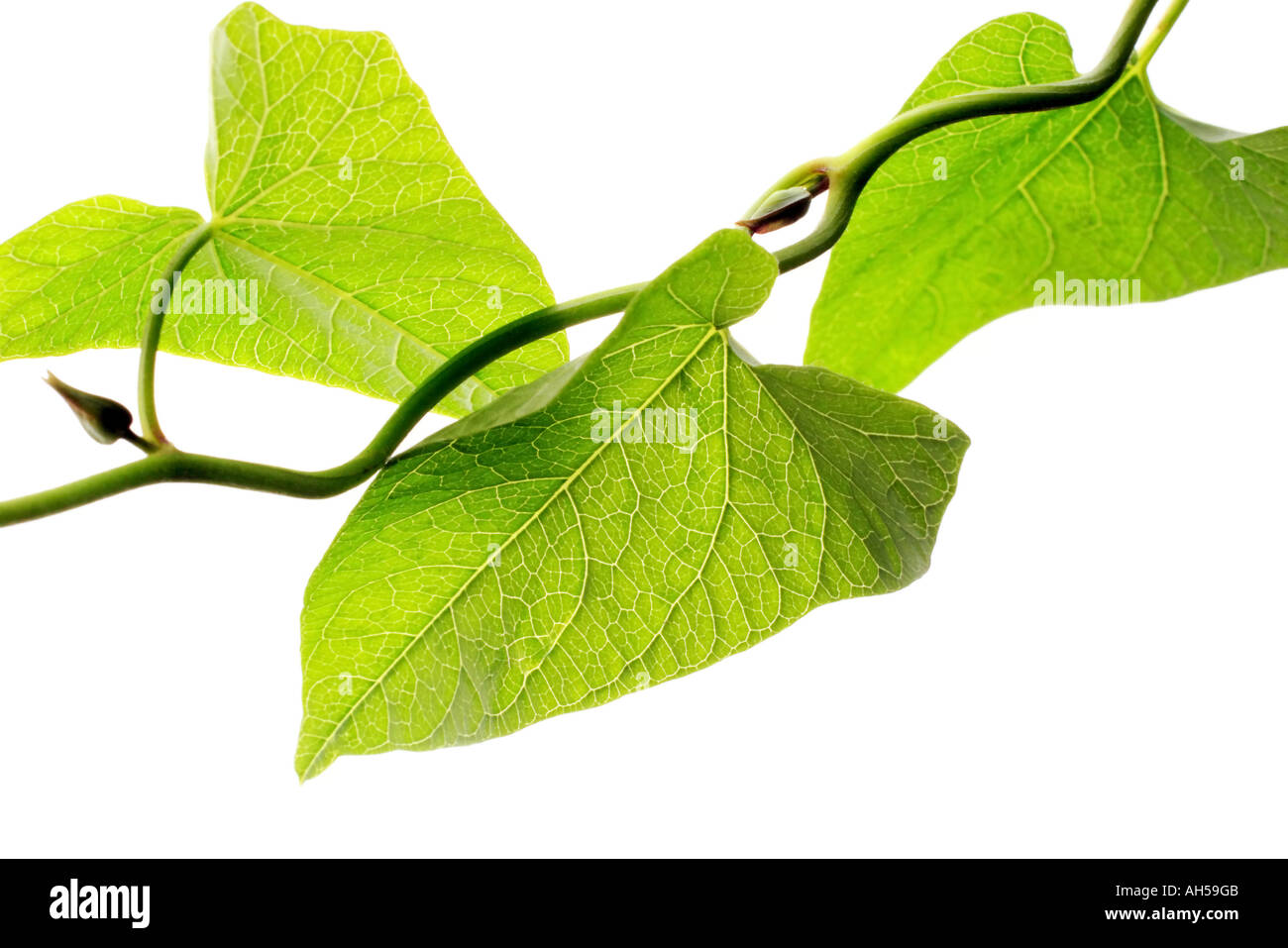 Strangle Weed High Resolution Stock Photography and Images - Alamy