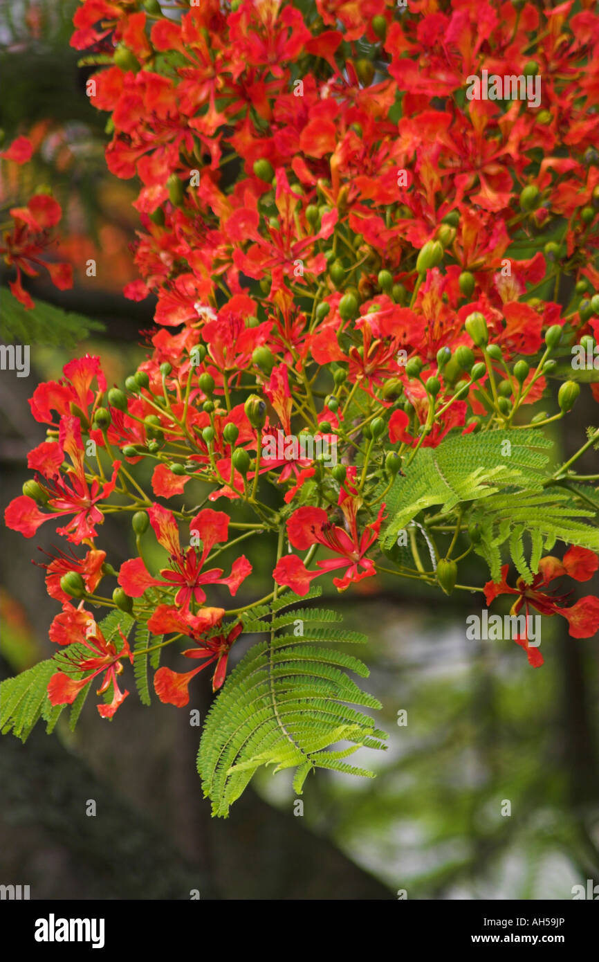 Poinciana tree in flower Stock Photo - Alamy