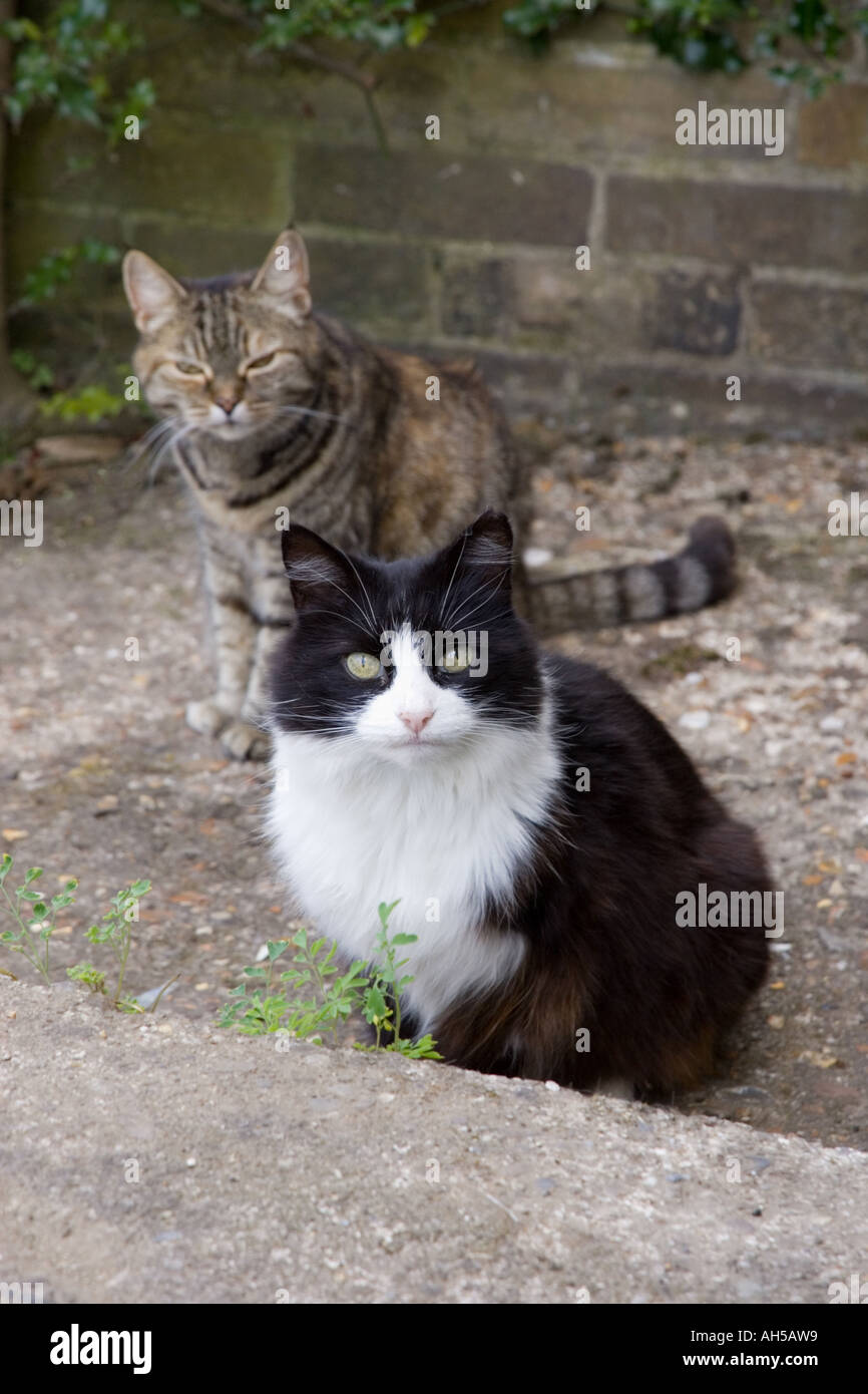 two cats sitting outside Stock Photo - Alamy