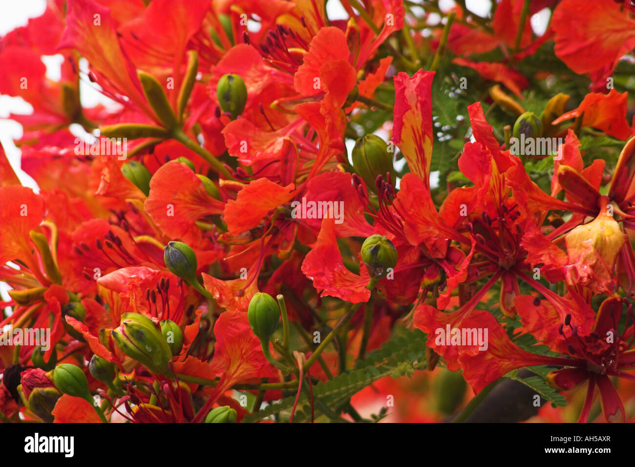 Poinciana tree in flower Stock Photo - Alamy