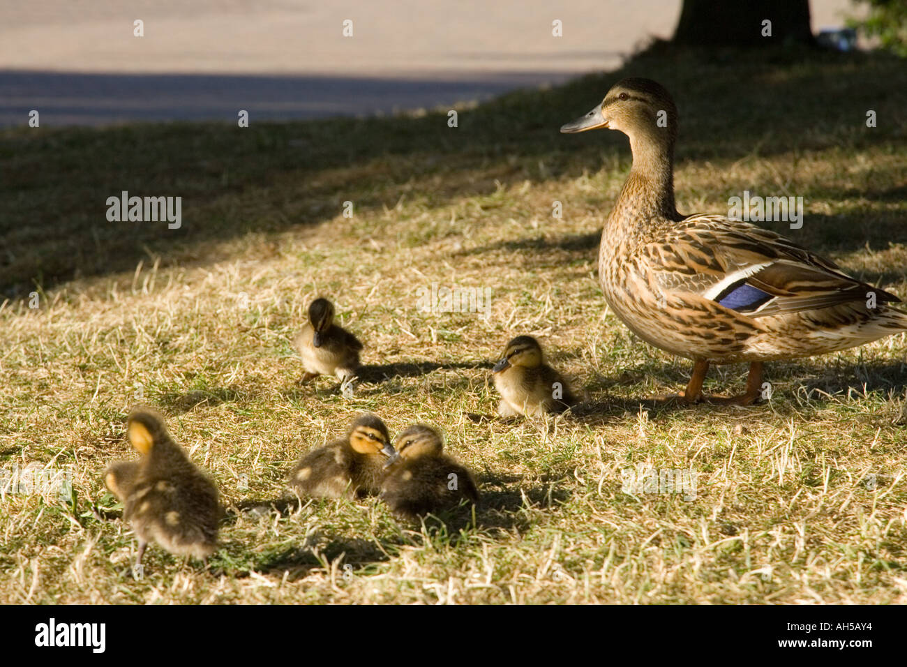 A female duck and ducklings Stock Photo - Alamy