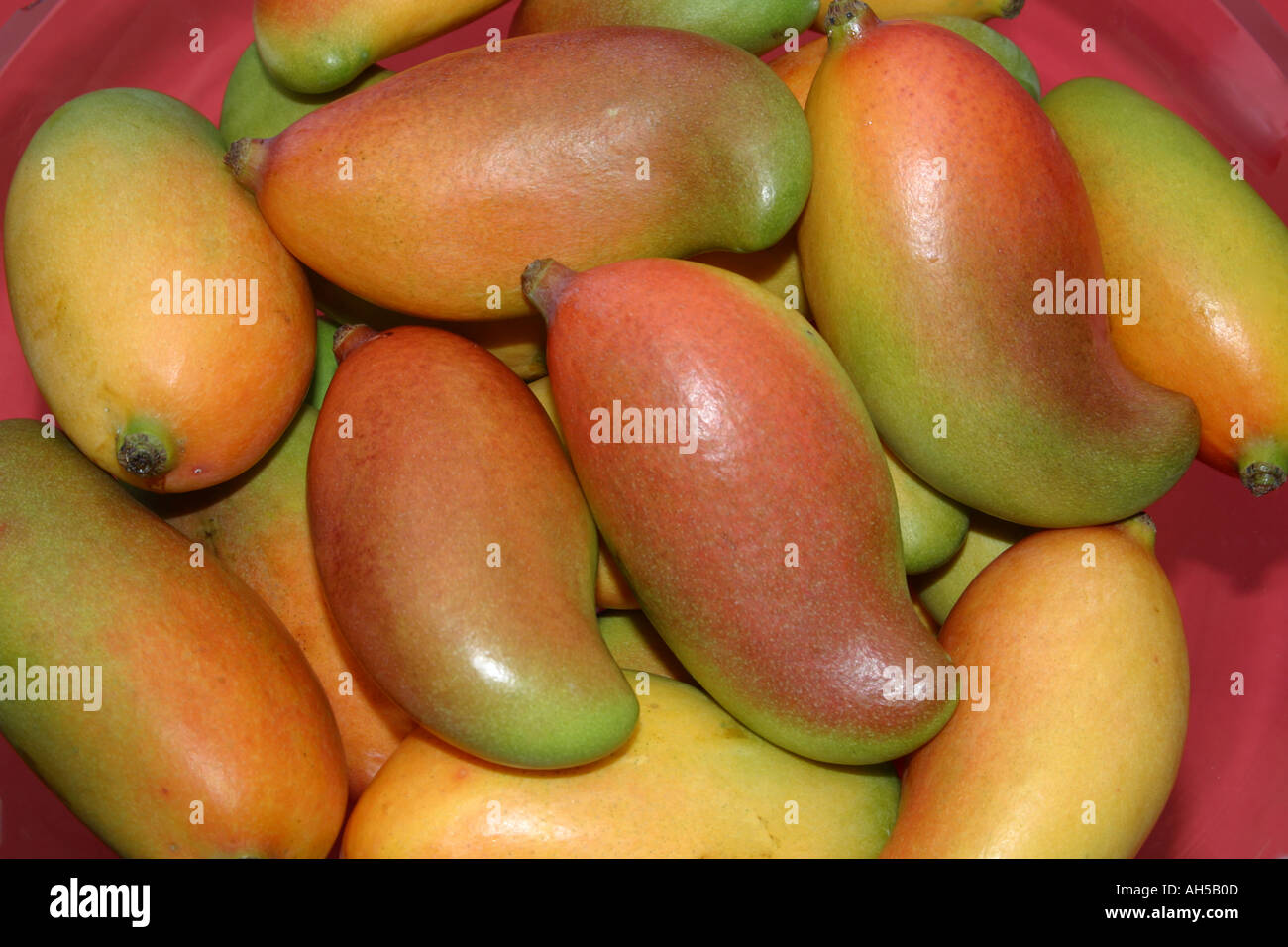 Mangoes ripe fruit and colorful Stock Photo - Alamy