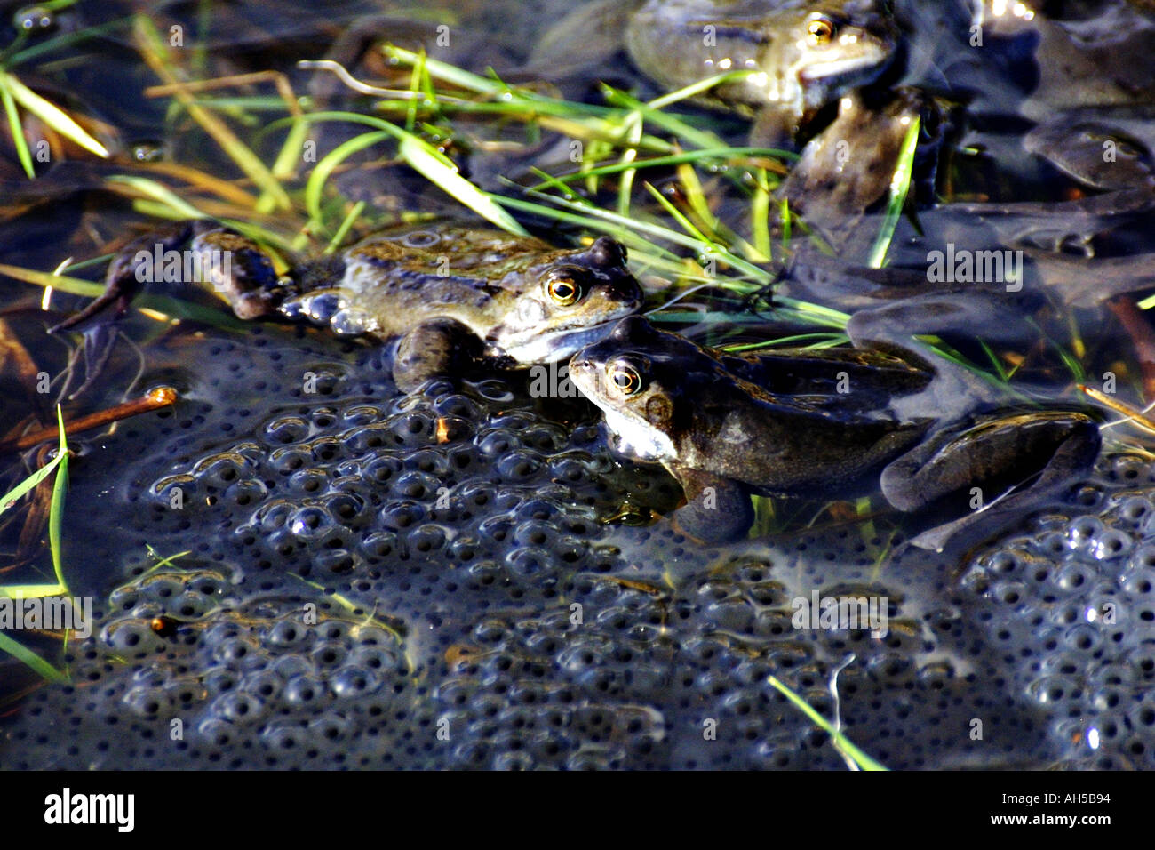 Frogs mating with spawn hi-res stock photography and images - Alamy