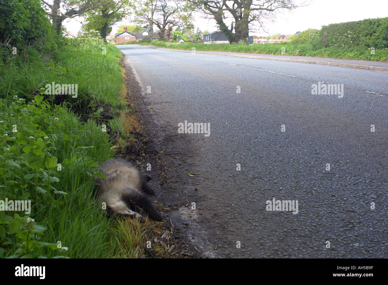 Badger road casualty Stock Photo - Alamy