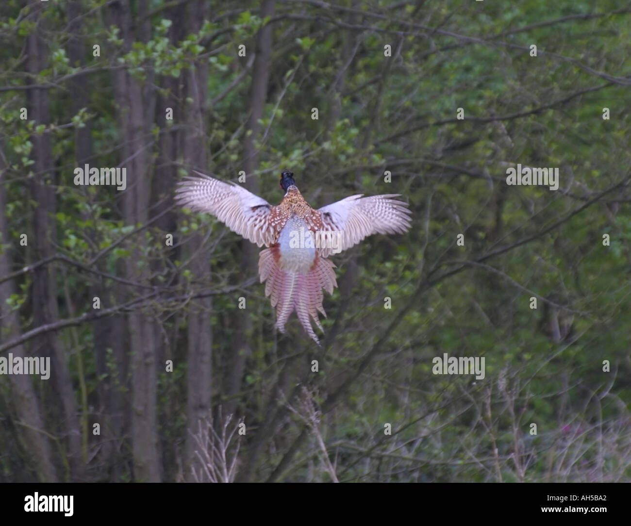 Pheasant landing in wood Stock Photo - Alamy