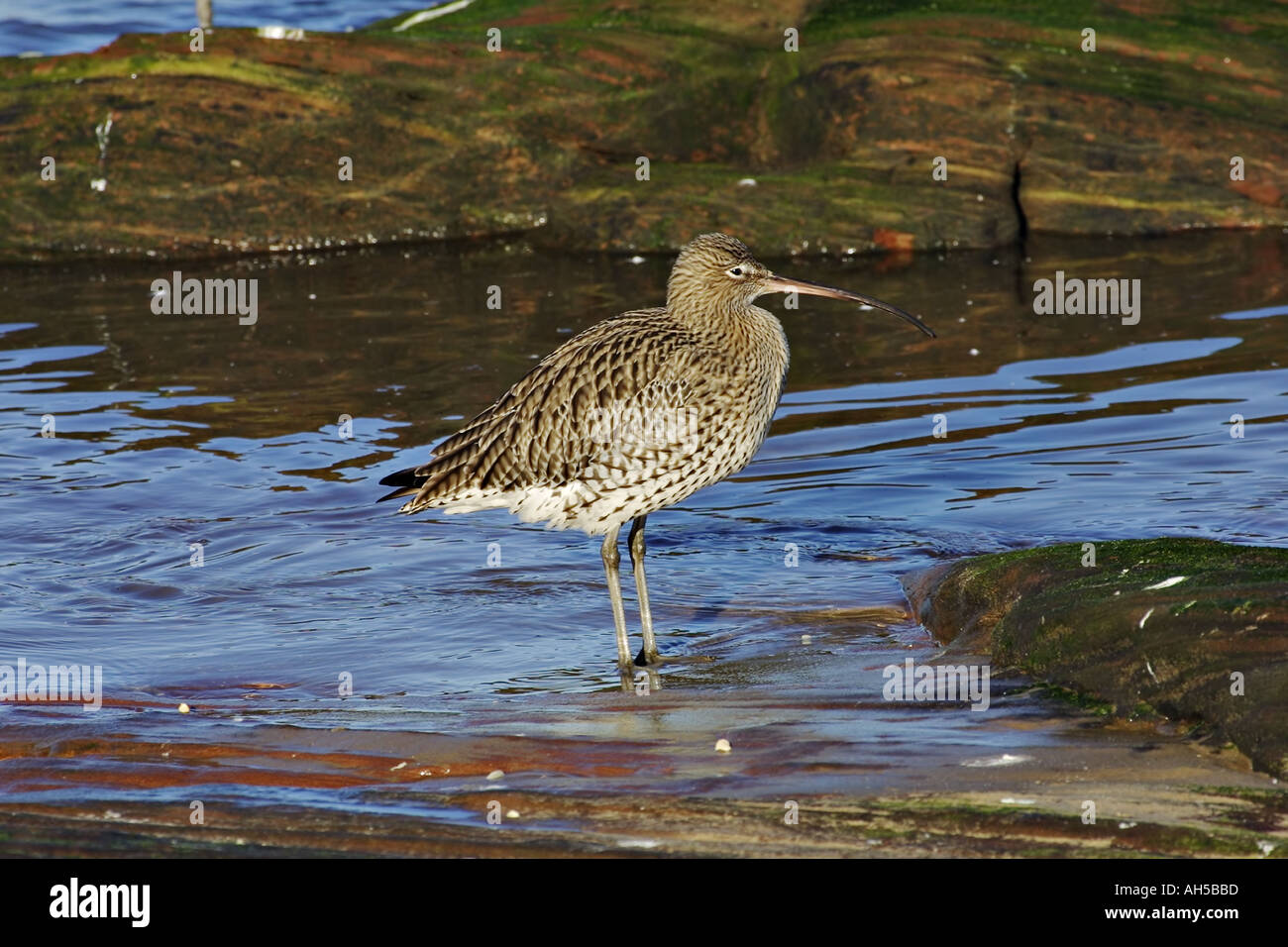 Curlew in rock pool Stock Photo - Alamy
