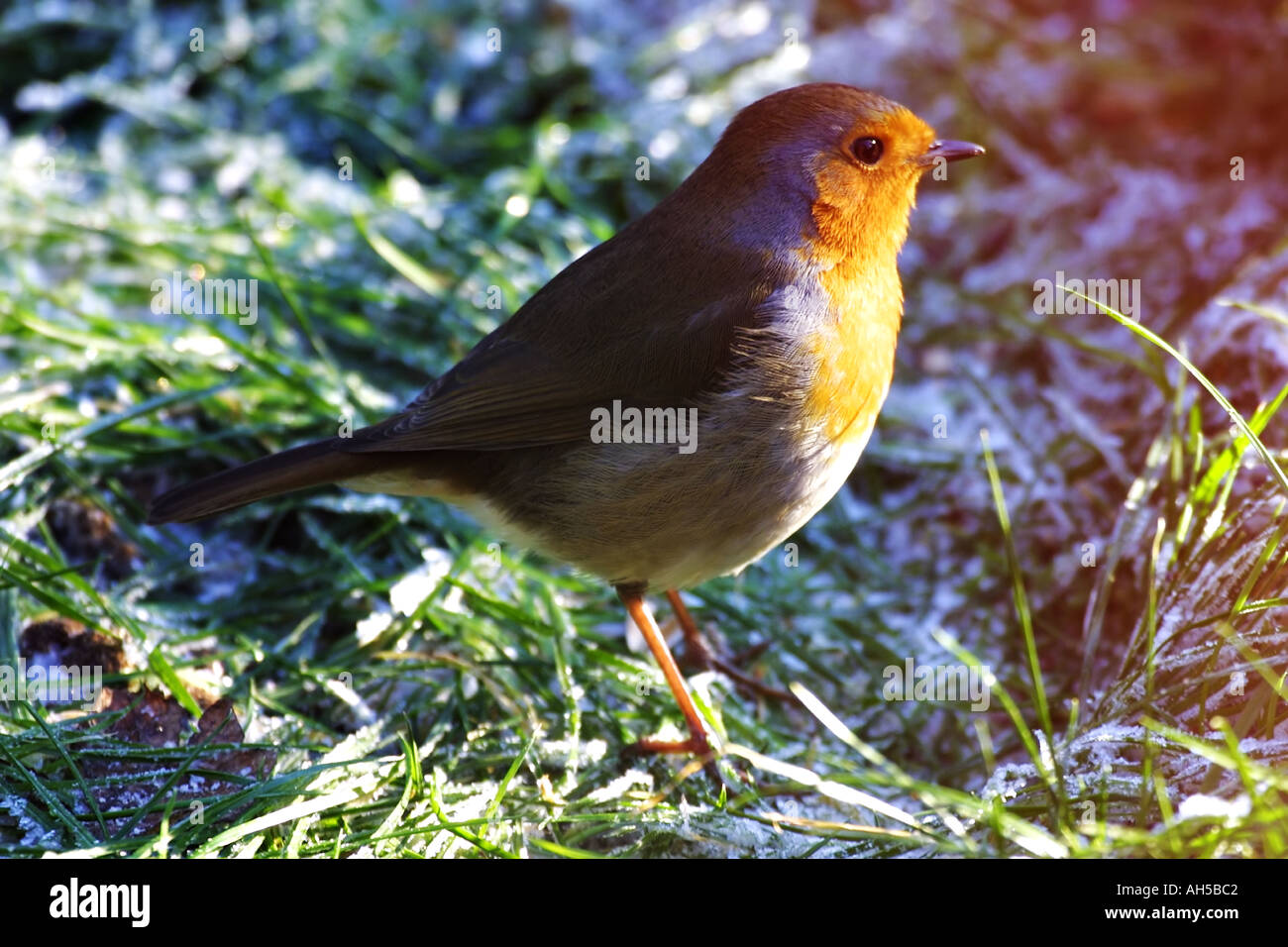 Robin frosty morning hi-res stock photography and images - Alamy