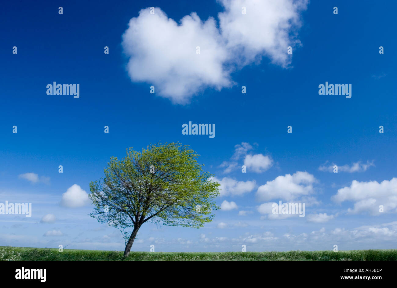Lonely tree on a windy day with blue sky with white clouds blowing by ...