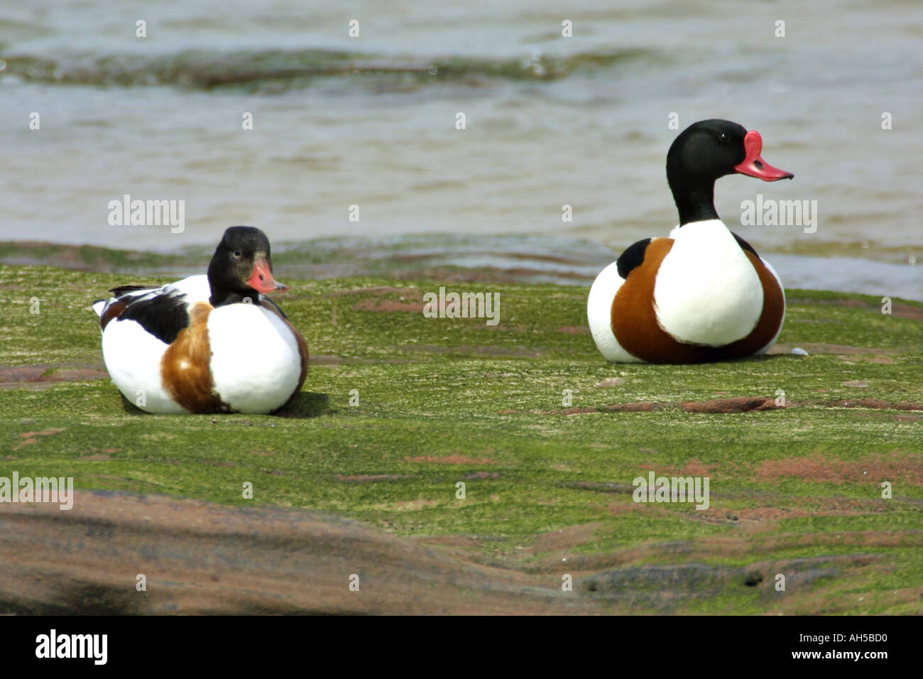 Shelduck sitting hi-res stock photography and images - Alamy