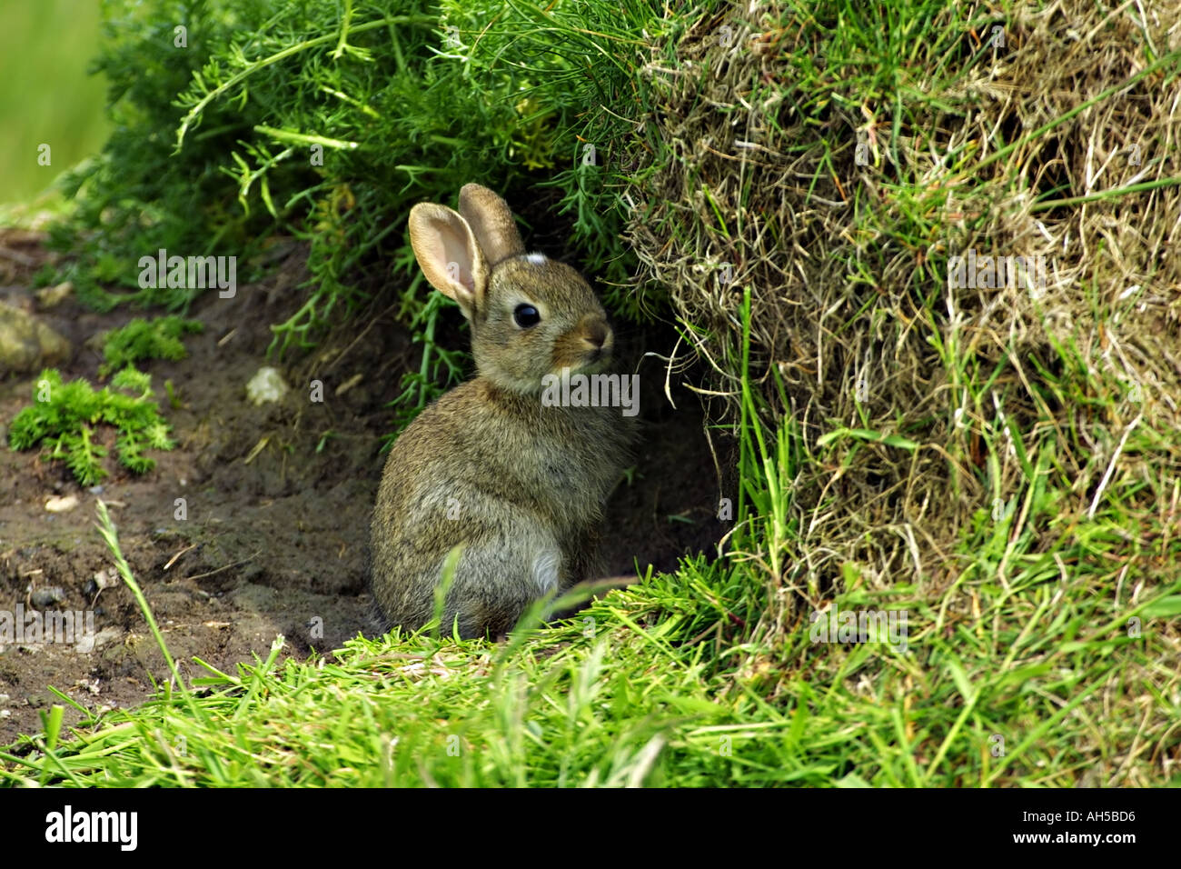 The rabbit hole hi-res stock photography and images - Alamy