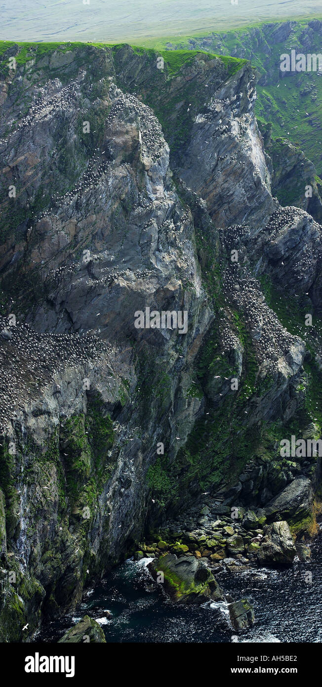 Cliffs of Hermaness Stock Photo - Alamy