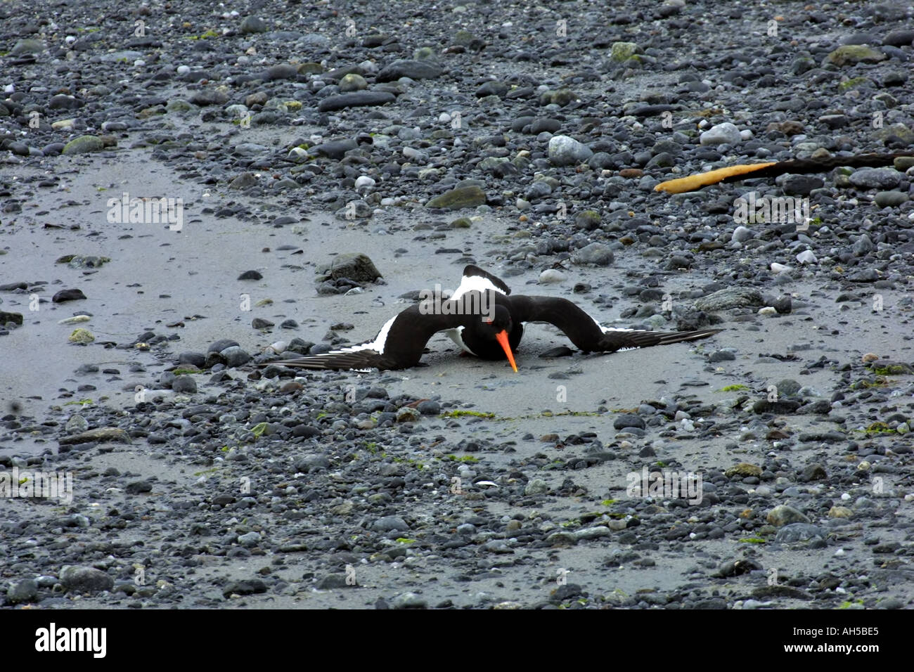 Distraction display by oystercatcher Stock Photo - Alamy