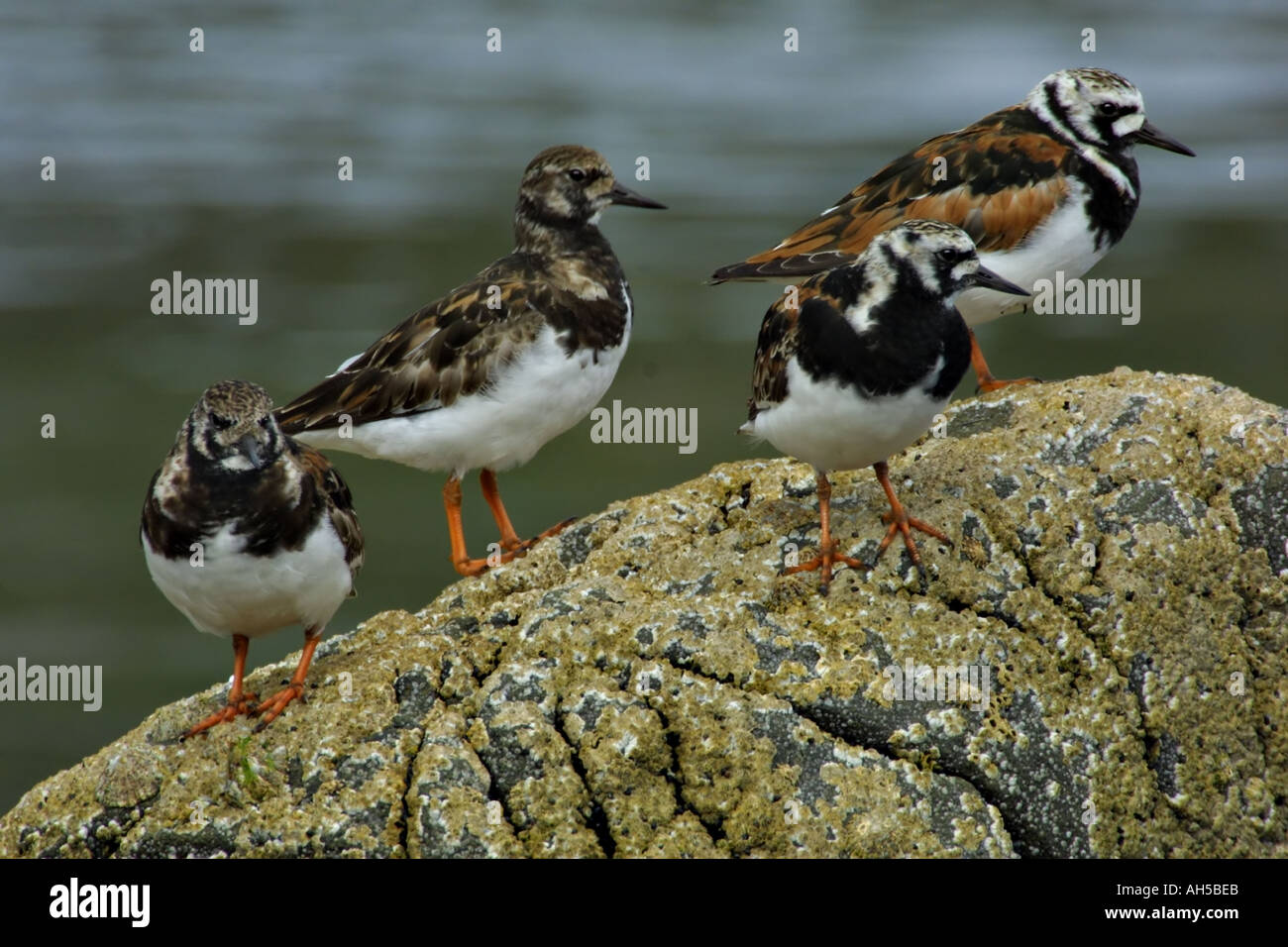 Turnstone bird hi-res stock photography and images - Alamy