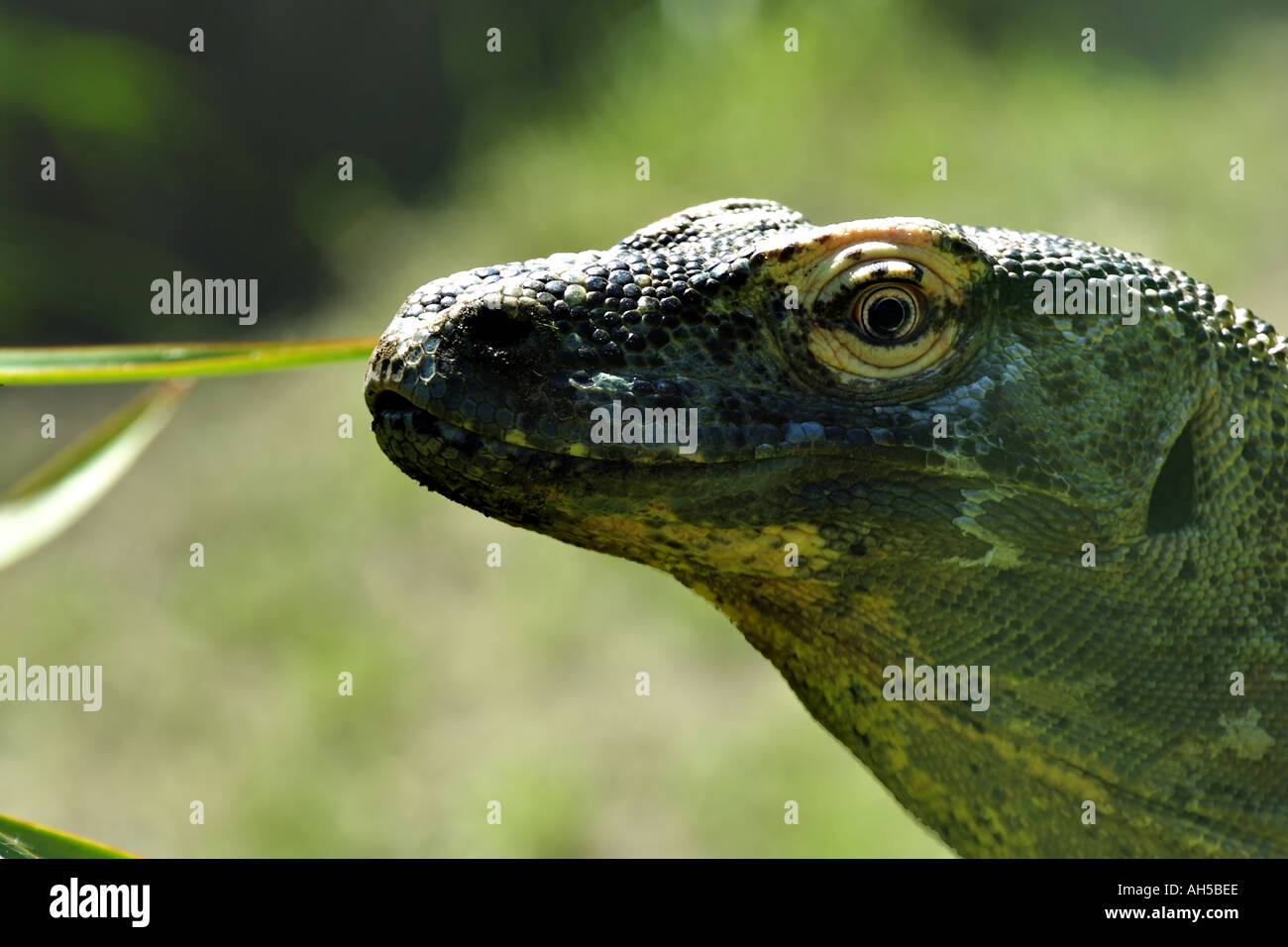 Closeup komodo dragon in hi-res stock photography and images - Alamy
