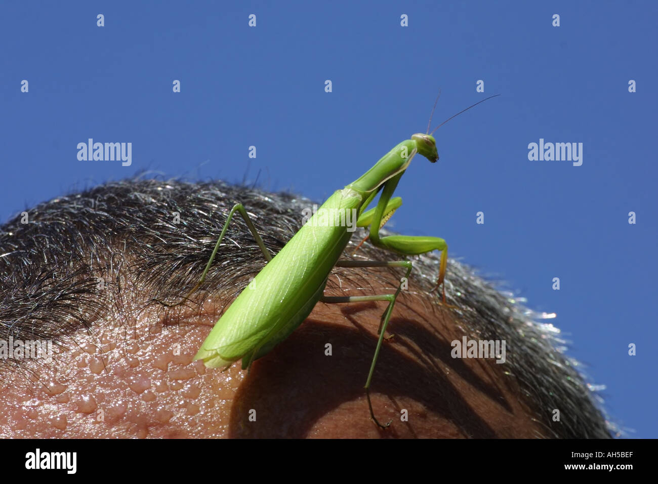 Praying Mantis on head Stock Photo - Alamy