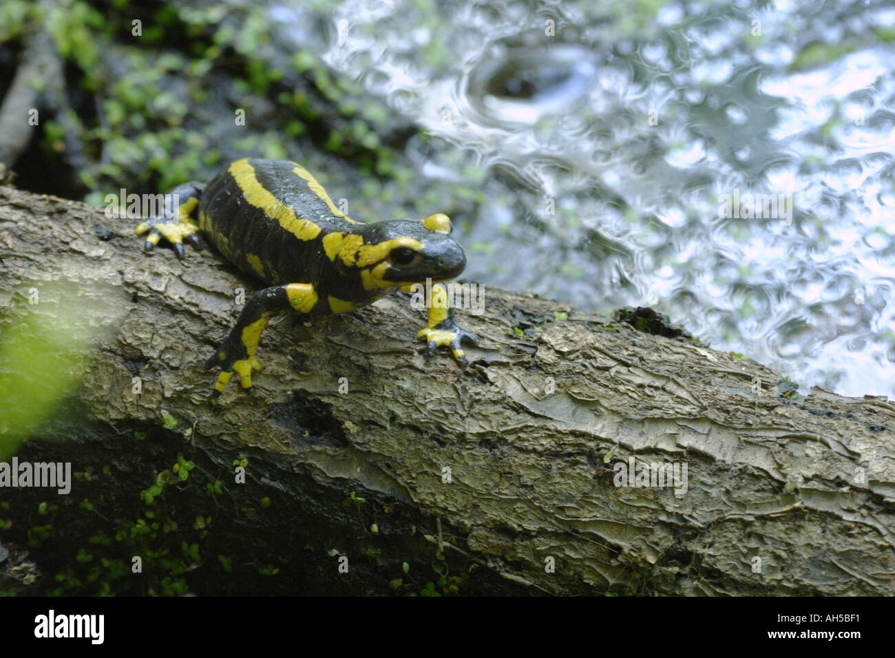 Pond salamander hi-res stock photography and images - Alamy