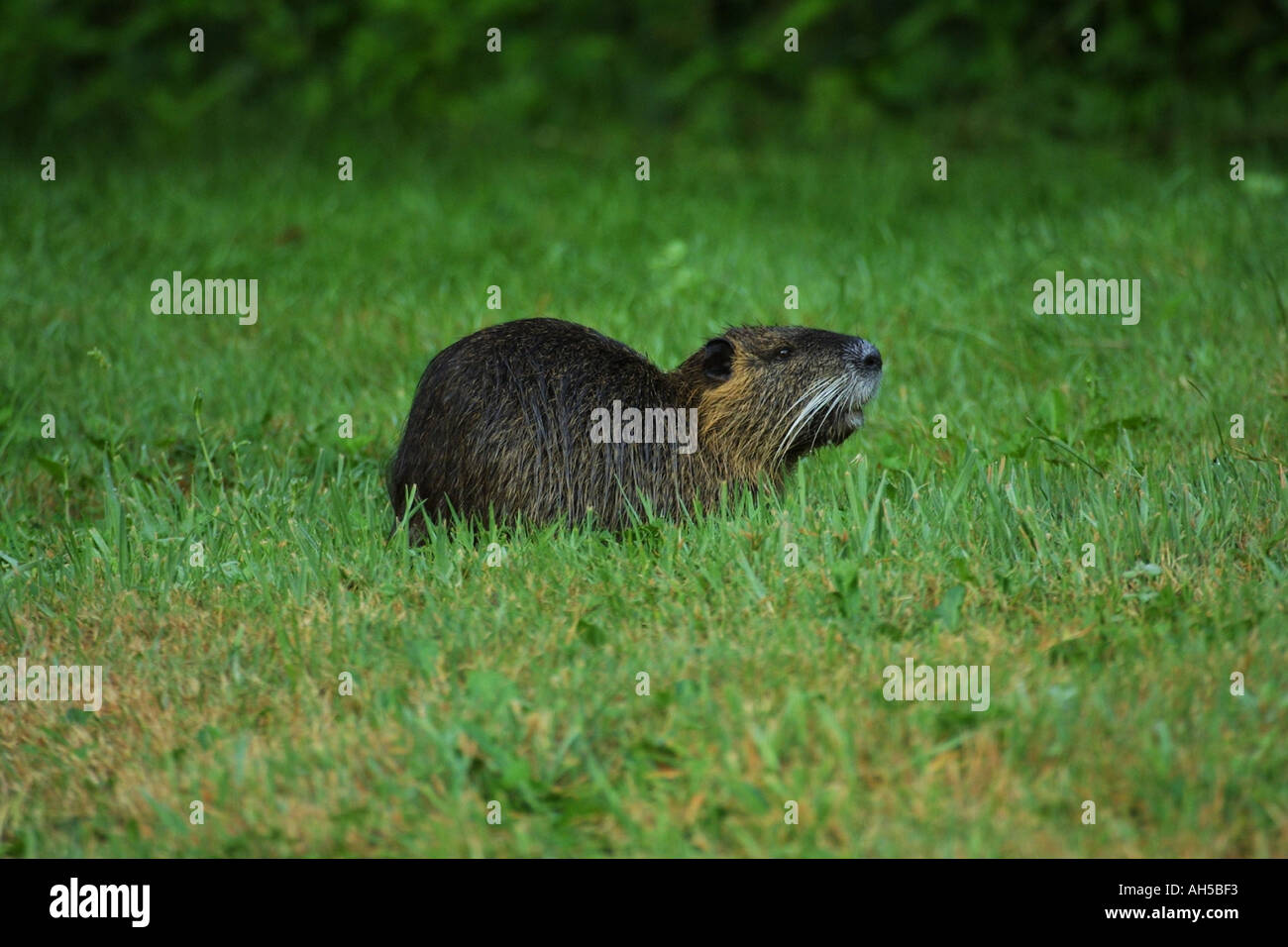 Coypu burrow hi-res stock photography and images - Alamy