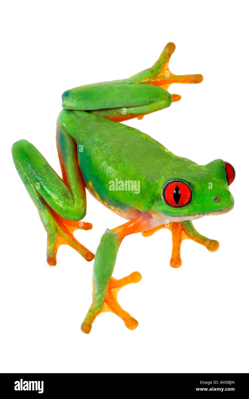 red-eyed treefrog, redeyed treefrog, redeye treefrog, red eye treefrog ...