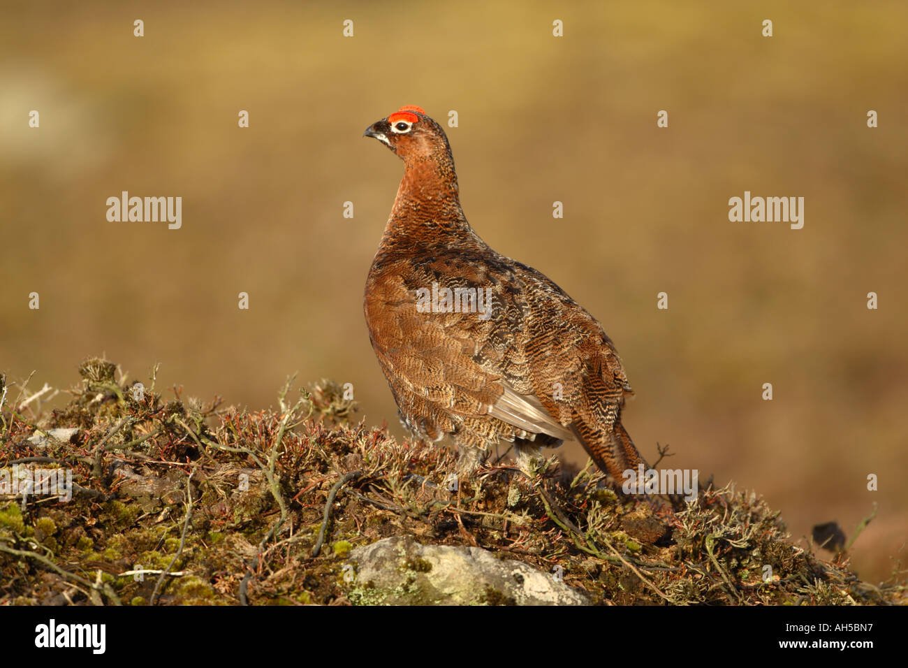 Red grouse (Lagopus lagopus scoticus) male sitting on heather head up ...