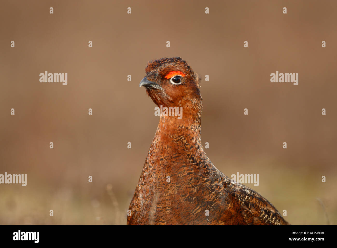 Red grouse (Lagopus lagopus scoticus) male head and neck close in warm ...