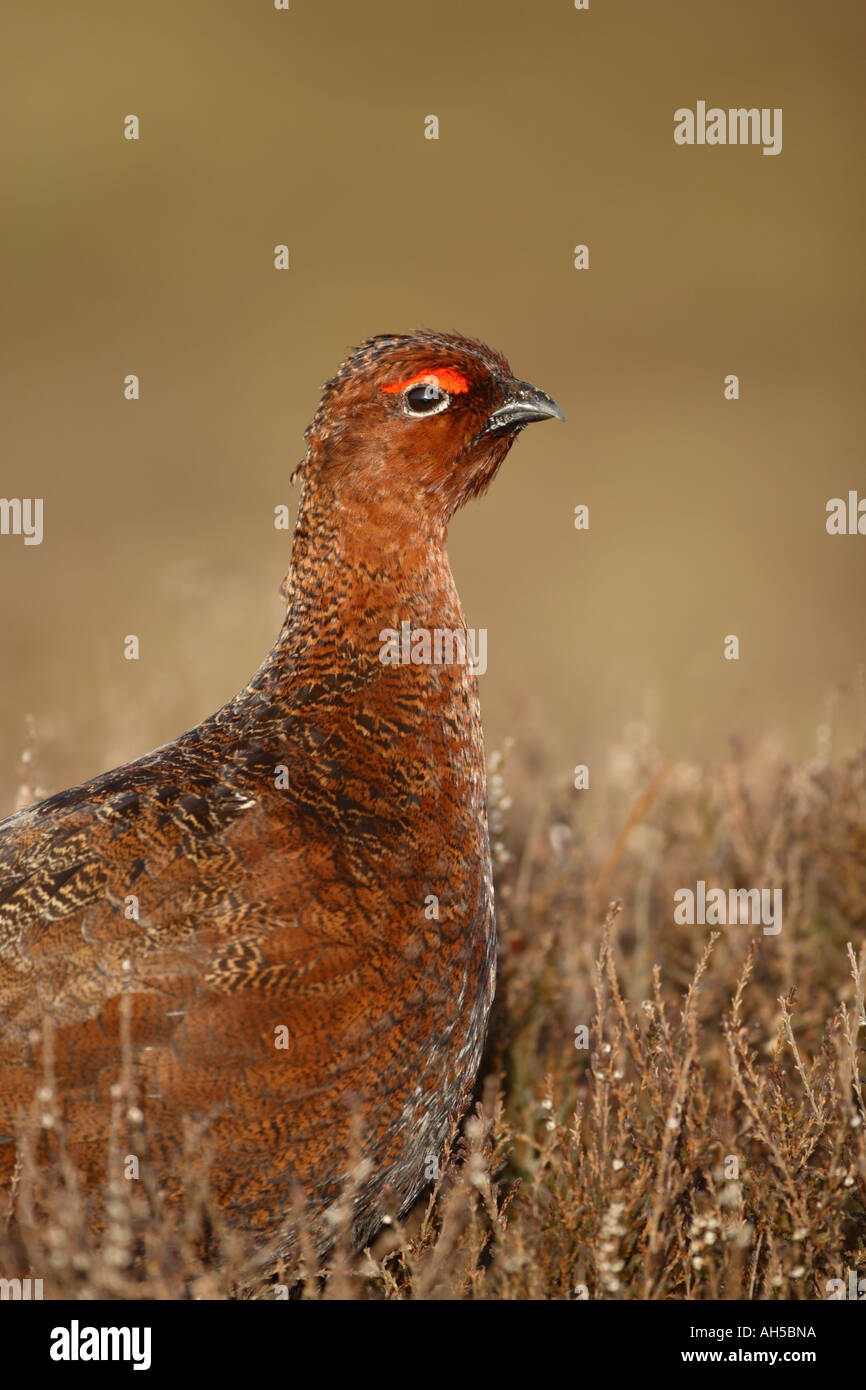 Red grouse (Lagopus lagopus scoticus) male head and neck and upper body ...
