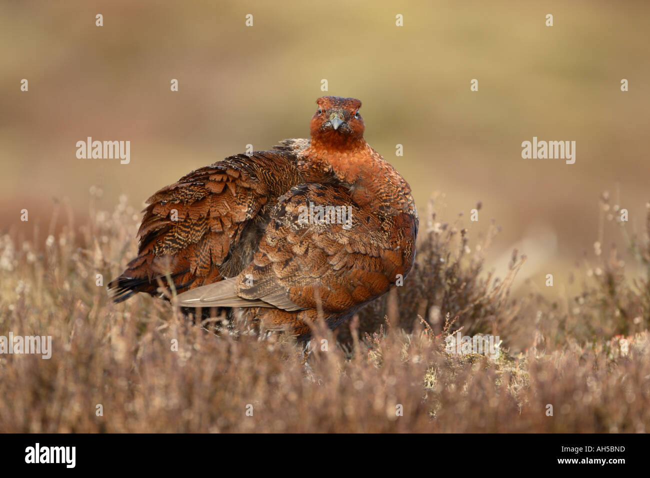 Male red grouse on moorland hi-res stock photography and images - Alamy