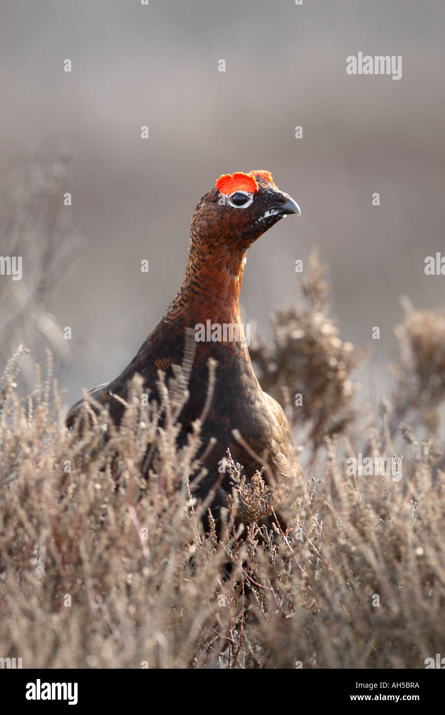 Red grouse (Lagopus lagopus scoticus) male head and neck out of heather ...