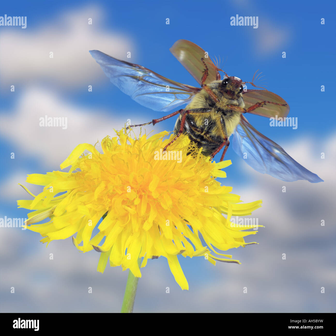 common cockchafer, maybug (Melolontha melolontha), take off from common ...