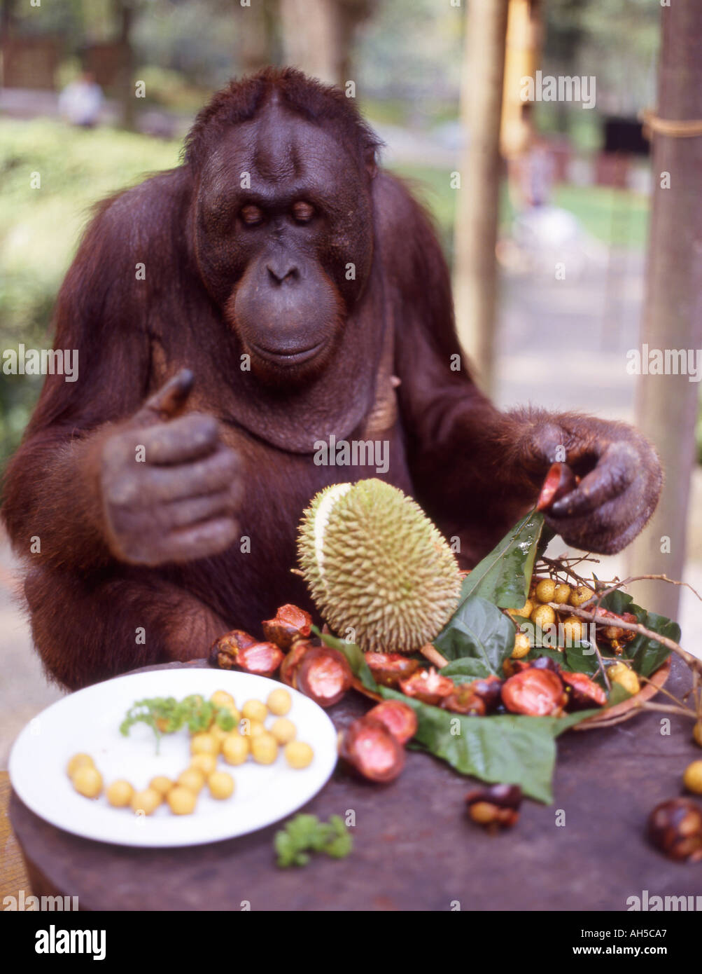 Singapore zoo orangutan breakfasting eating Stock Photo - Alamy