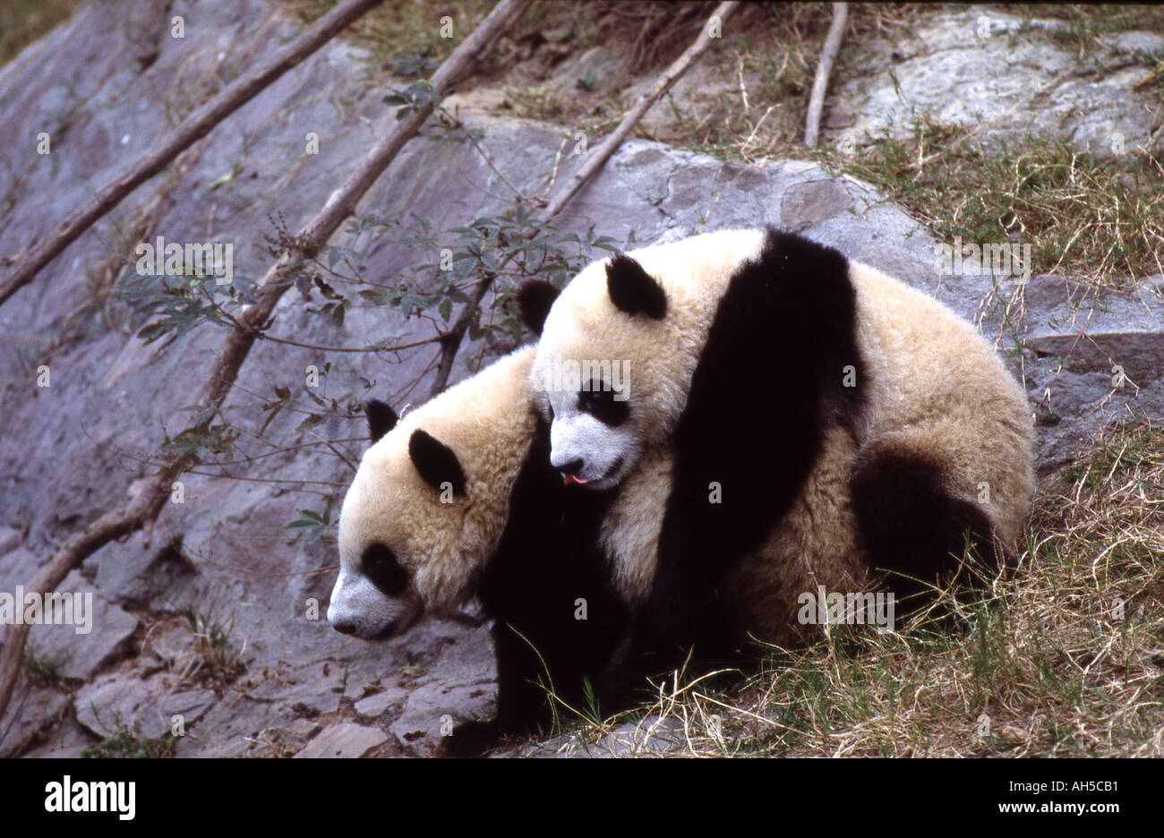 Sichuan Province giant pandas ailuropoda melanoleuca Stock Photo - Alamy