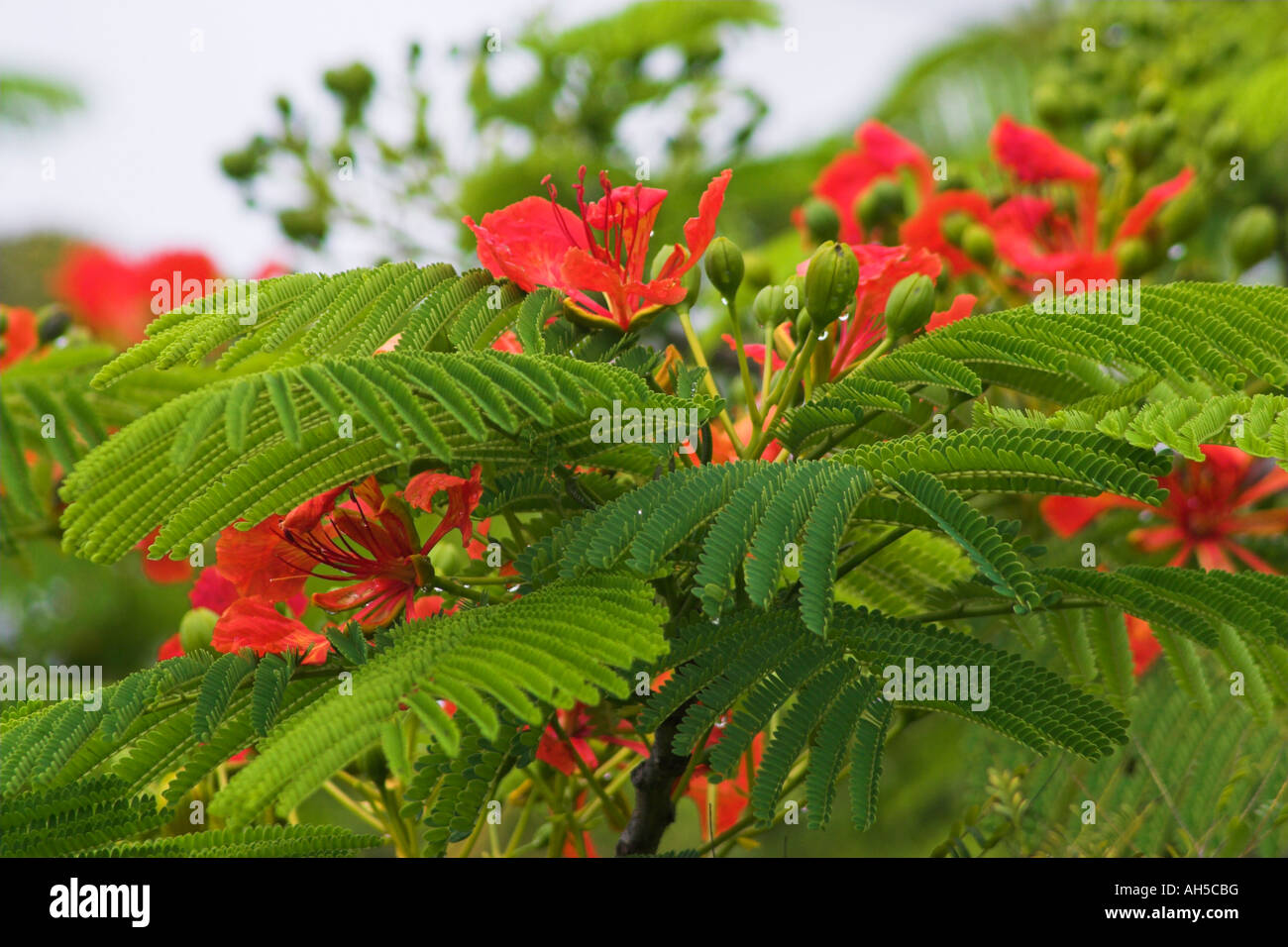 Poinciana tree in flower Stock Photo - Alamy
