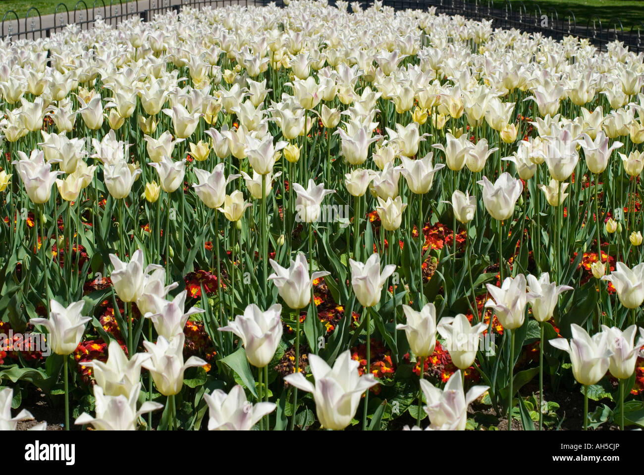 Tulips in spring Stock Photo - Alamy