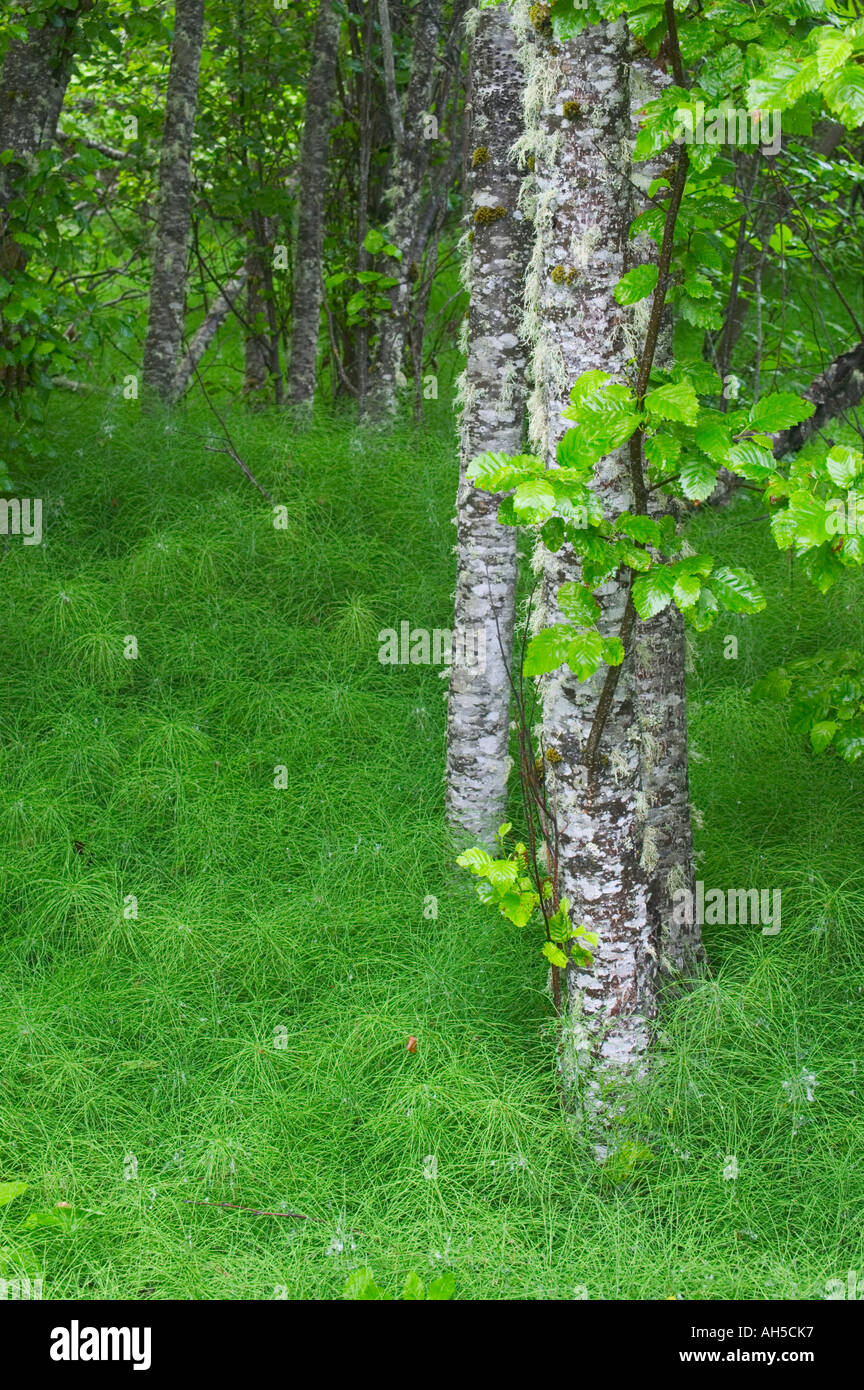 Alaska summer birch forest hi-res stock photography and images - Alamy
