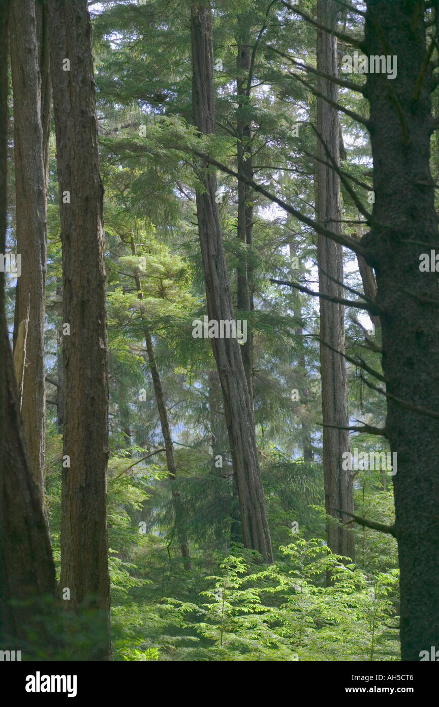 Conifer forest in the Sitka National Historical Park Sitka Alaska USA ...