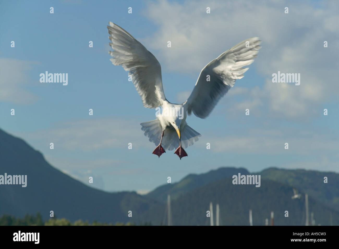 Seafaring bird hi-res stock photography and images - Alamy
